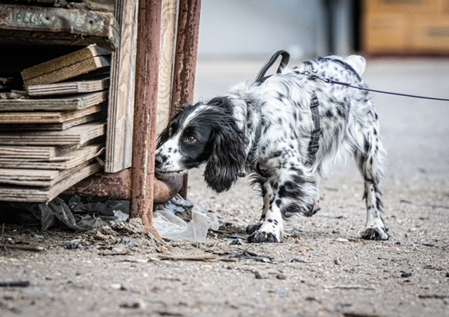 Scentwork Training | Dog Training Dorking | Els K9 Solutions